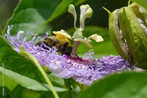 Pollination Of Passionflower Blossom By Bee Eastern Carpenter Bee Xylocopa Virginica Native