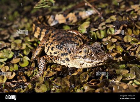 Young Broad Snouted Caiman Caiman Latirostris Photographed In