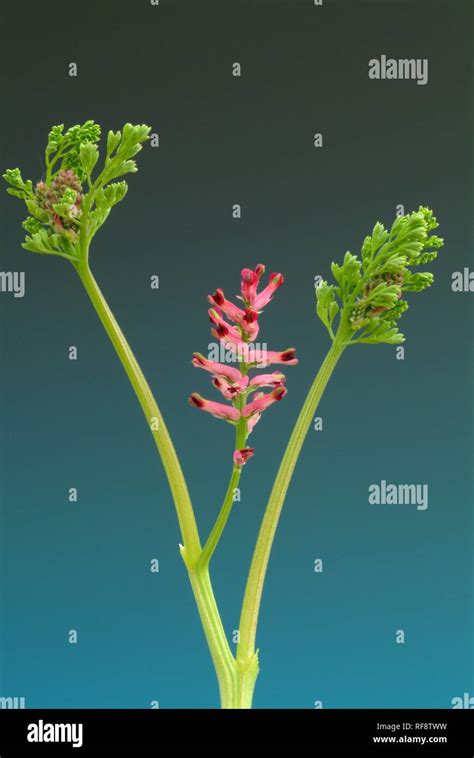 Common Fumitory Or Earth Smoke Fumaria Officinalis Medicinal Herb