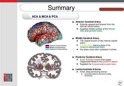 Blood Vessels Of Brain 2