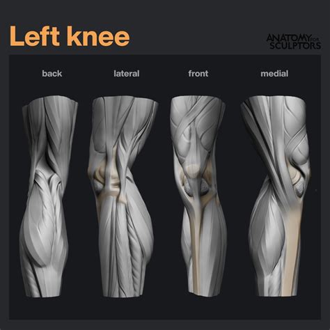 Left Knee Anatomy Ligaments