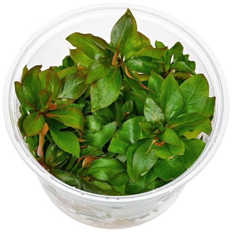 Ludwigia Polycarpa Aquasabi Aquascaping Shop