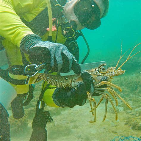 Lobster Hunt Excursion Aquaman Diving