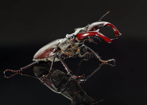 Stage Beetle Attitude Of Combat Stock Image Image Of Invertebrate
