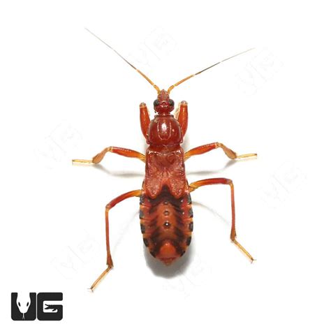 Western Corsair Bug Rasahus Thoracicus For Sale Underground Reptiles
