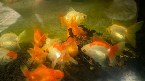 Goldfish In Various Beautiful Colors Stock Image Image Of Pattern
