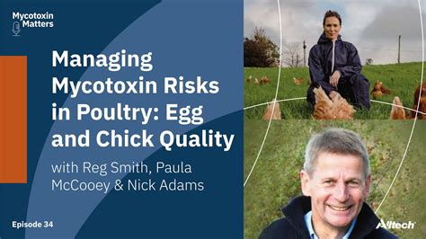 34 Managing Mycotoxin Risks In Poultry Egg And Chick Quality Paula