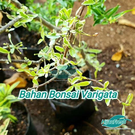 Jual Anting Putri Mikro Varigata Bahan Bonsai Hijaufresh
