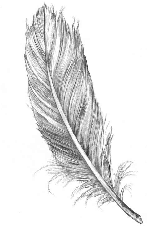 Hawk Feather Drawing