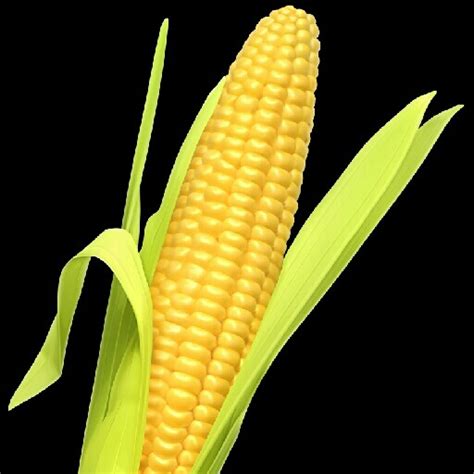 Jagung Manis Q Warma