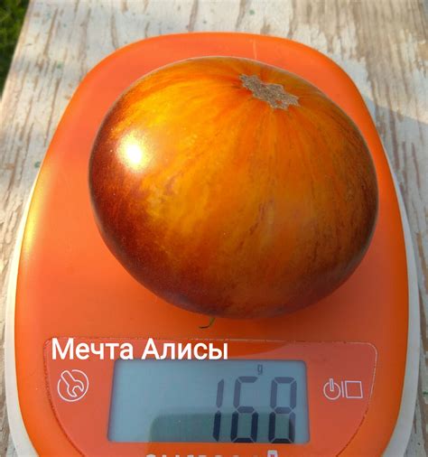 Моя коллекция томатов на сезон 2023г. Семена, готовые к продаже, часть ...