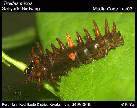 Troides Minos Butterfly