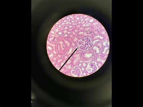 Anatomy Practical Flashcards Quizlet
