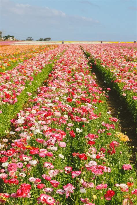 This Item Is Unavailable Etsy Flower Field Flower Feild Spring