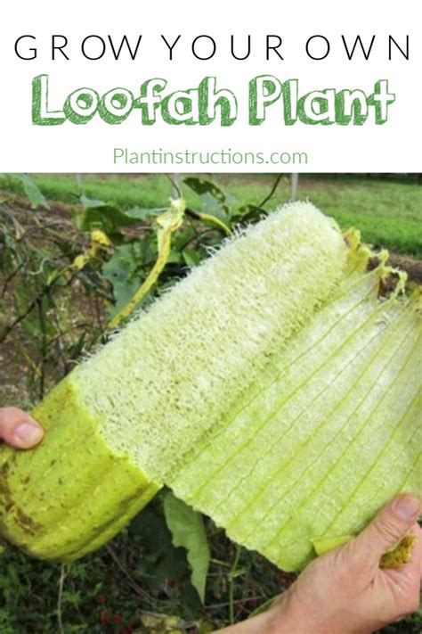 Grow Loofah Plants Loofahplant Howtogrowloofahs Plantinstructions
