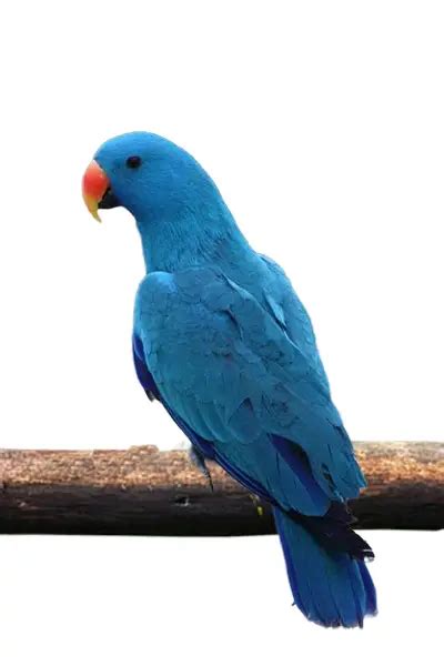 Understanding Macaw Mutations And Dna Testing