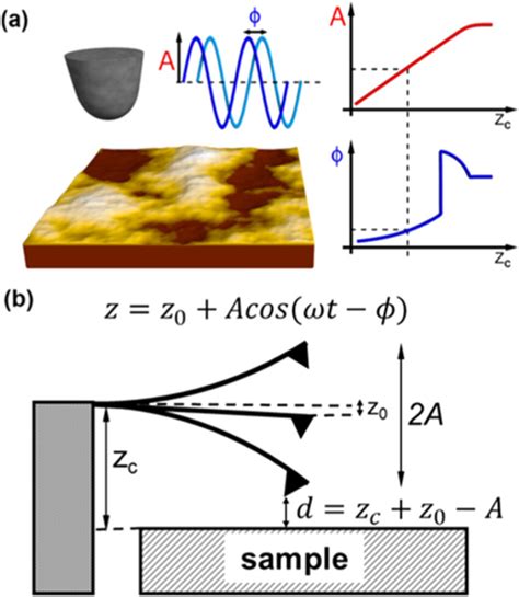 Scheme Of Distances And Observables In Tapping Mode Afm A The Download Scientific Diagram