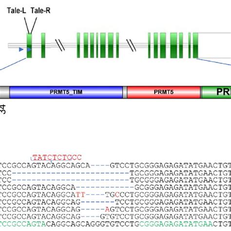 A Schematic Structure Of Medaka Prmt5 Gene And Proteins The Blocks