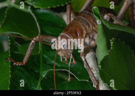 Giant Weta Deinacrida Heteracantha Female Being Fed A Carrot By