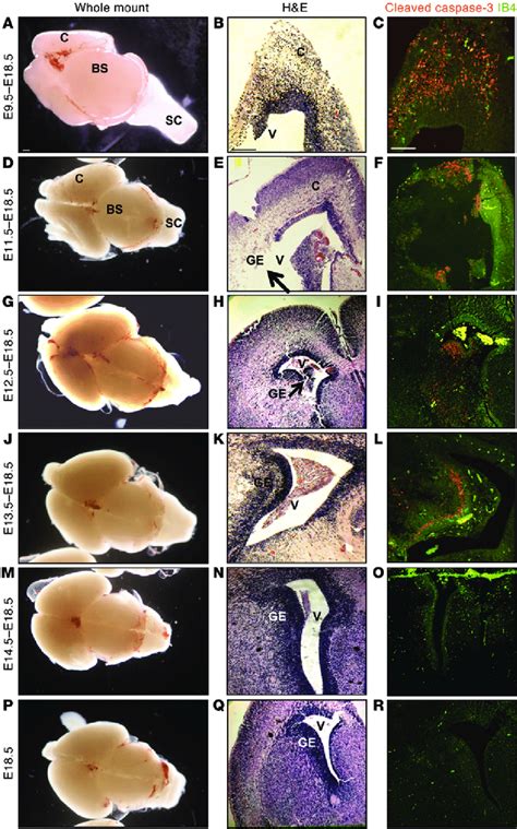 Spatiotemporal Mapping Of A Developmental Transition To A Download Scientific Diagram