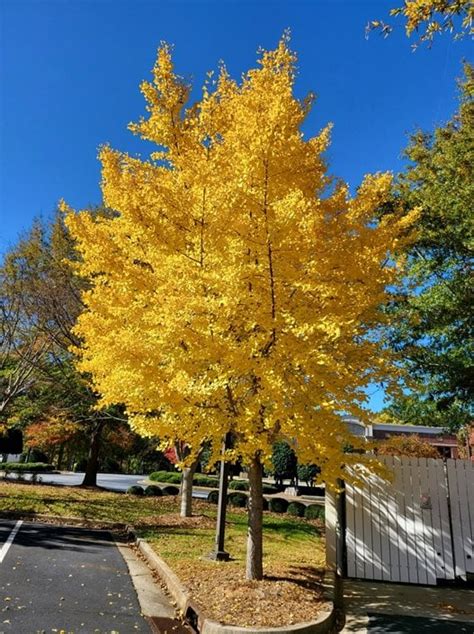 Ginkgo Tree