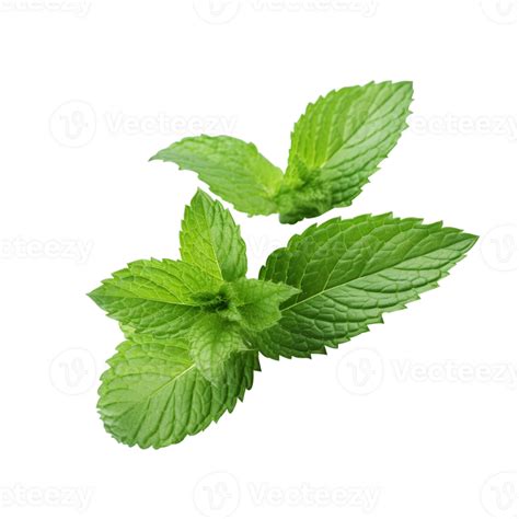Green Fresh Mint Leaf 24514773 Png