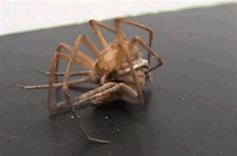 How Does A Male Black Widow Find A Mate Follow The Other Guys The New York Times