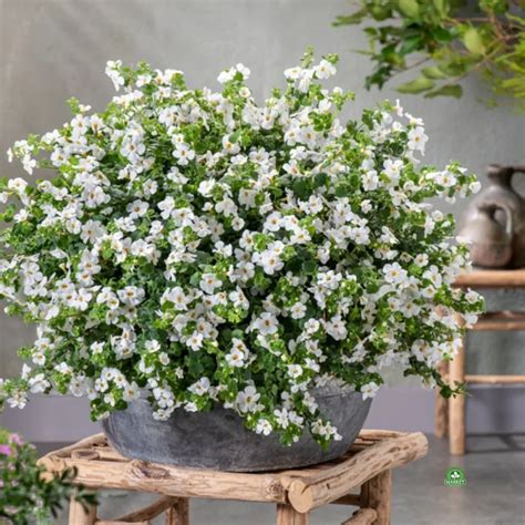 Dlaczego Bakopa Nie Kwitnie Możliwe Powody House Of Solutions