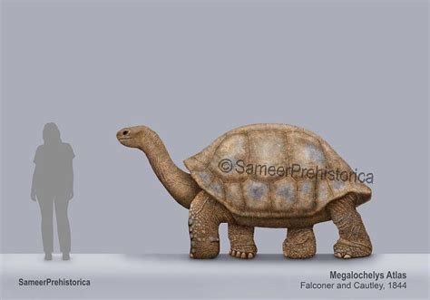 Megalochelys Size By Sameerprehistorica On Deviantart