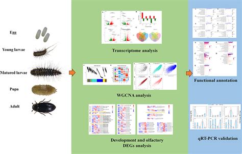 Full‐length Transcriptome‐referenced Analysis Reveals Developmental And