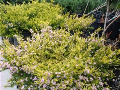 Sunset Gold Breath Of Heaven Coleonema Pulchrum Sunset Gold