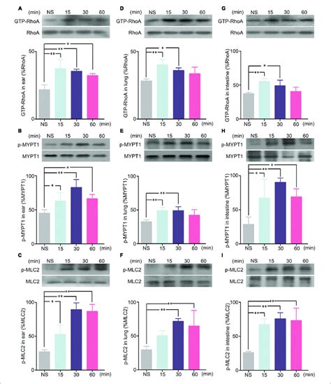 Gtp Rhoa P Mypt1 And P Mlc2 Expressions For Different Time Courses Download Scientific