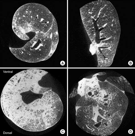 Micro Computed Tomography Micro Ct Of Rat Model The N Acetylcysteine
