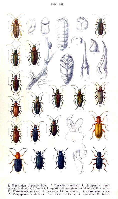 Les Chrysomélidés Chrysomelidae