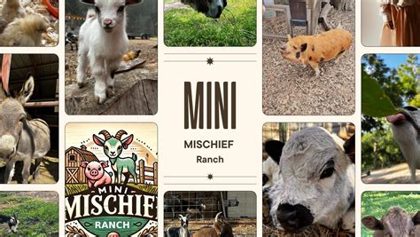Mini Mischief Ranch Taylor Tx