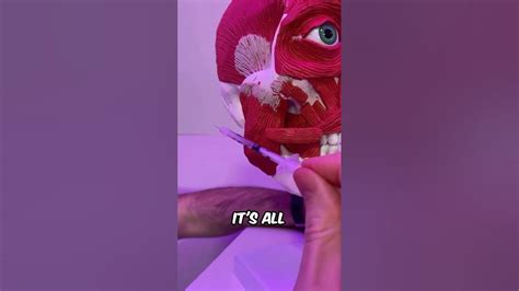 Heres How To Avoid Hitting The Risorius When Treating The Masseter Muscle Botox Aesthetics