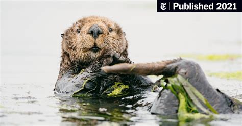 How Hungry Sea Otters Affect The Sex Lives Of Sea Grass The New York