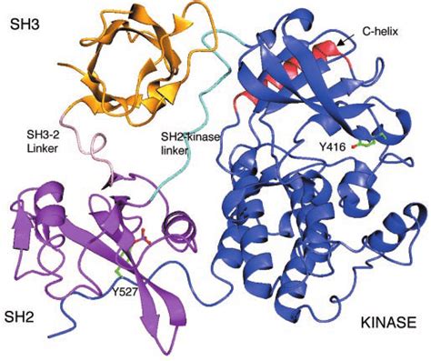 Ribbon Representation Of An Inactive Src Kinase In Its Inactive
