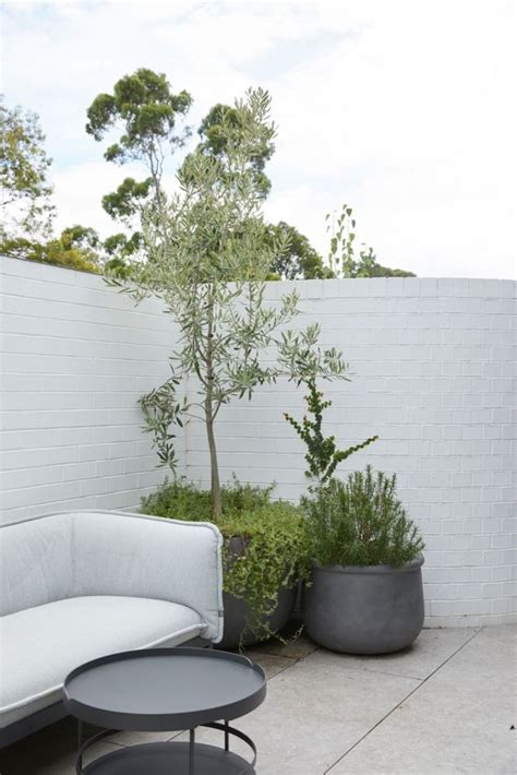 44 Best Trees For Small And Tiny Gardens Shelterness