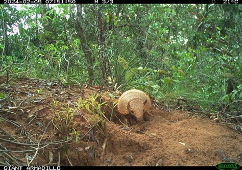 May 2024 Giant Armadillo Conservation Update Rzss