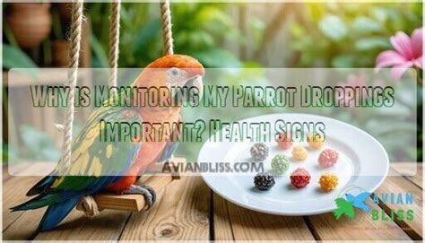 Why Is Monitoring My Parrot Droppings Important Health Signs