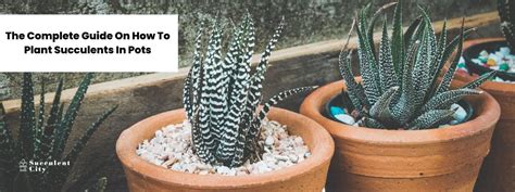 How To Plant Succulents In Pots Succulent City