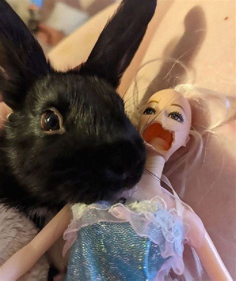 50 Memes And Jokes About Bunnies That Show Theyre Not As Sweet And Innocent As They Look