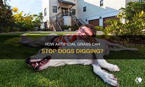 How Artificial Grass Can Stop Dogs Digging Petshun