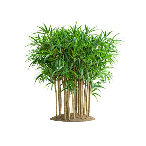 Elegante Bambú Planta Con Lozano Hojas 46567390 Png