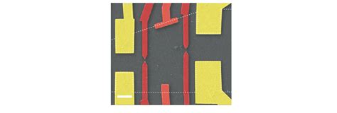 Fig S13 Qh Fp Interferometer In Sample Bngr64 False Colored Scanning