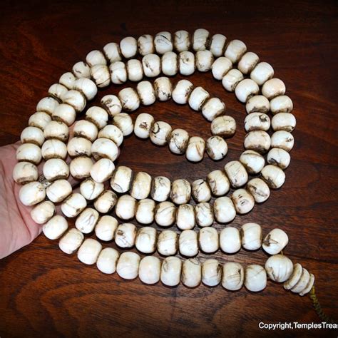 Conch Shell Beads Etsy