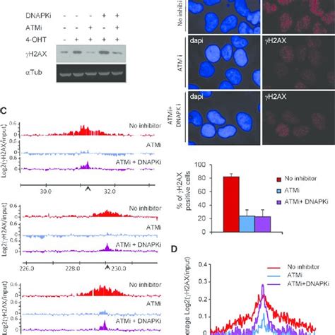 4oht Treatment Induces Sequence Specific Dsb Induction In The Asisier