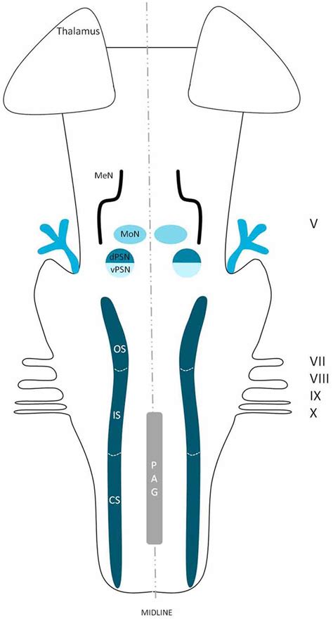 Trigeminal Nucleus