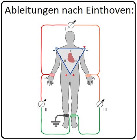 Grundlagen Des Ekg´s
